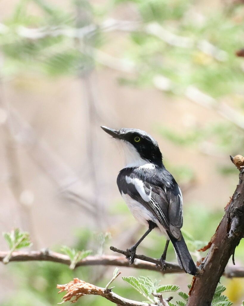 Pririt Batis from Otjozondjupa Region, Namibia on November 21, 2023 at ...