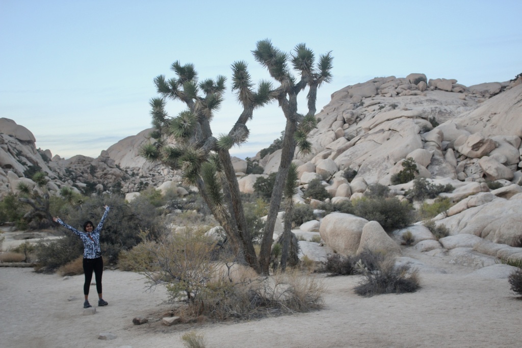 Joshua Tree from Joshua Tree National Park, Desert Center, CA, US on ...