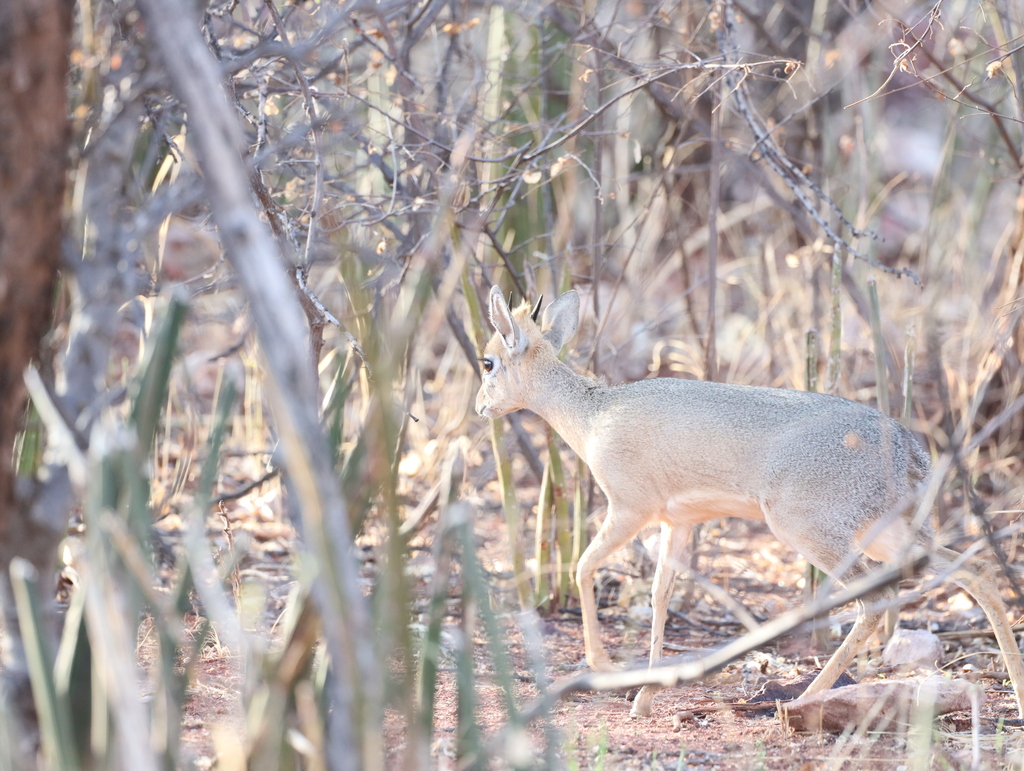 Damara Dik-dik from Otjozondjupa Region, Namibia on November 22, 2023 ...