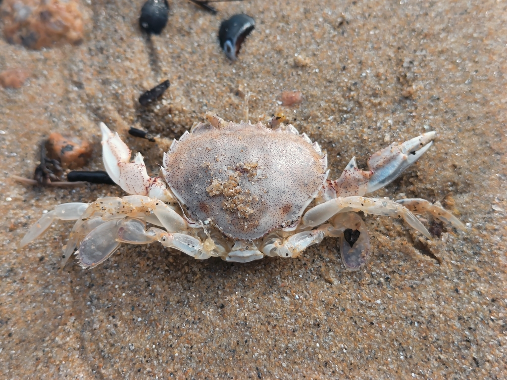 New Zealand Common Swimming Crab from Abel Tasman National Park, Taupo ...