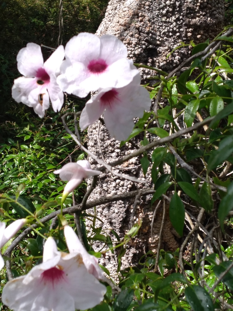 Bower Plant from Currimundi QLD 4551, Australia on January 11, 2024 at ...