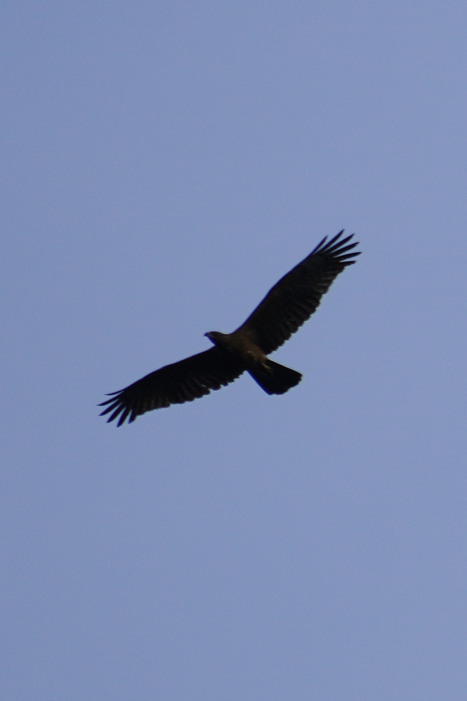Oriental Honey-buzzard from Lại Sơn, Kiên Hải, Kiên Giang, Vietnam on ...