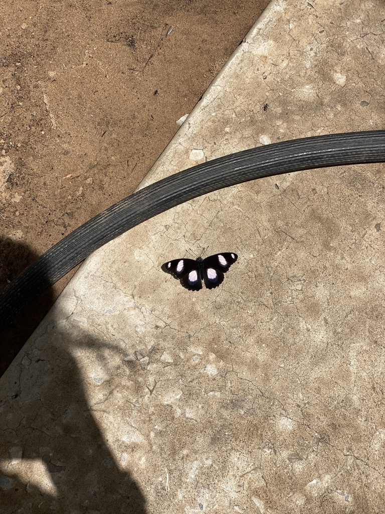 Danaid Eggfly from Tsumkwe, NA-OD, NA on January 15, 2024 at 11:49 AM ...