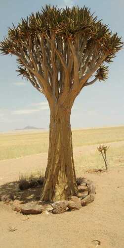 Observations by ndinelao21 · iNaturalist