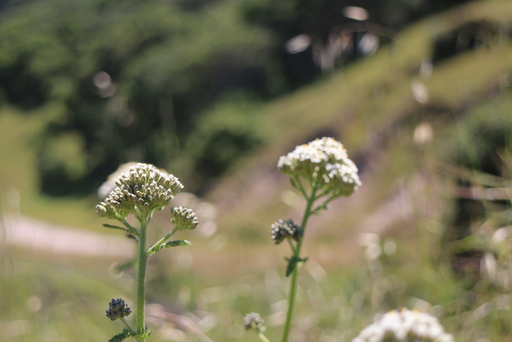 common yarrow from Laguna Seca CA Monterey on April 17, 2016 at 11:55 ...