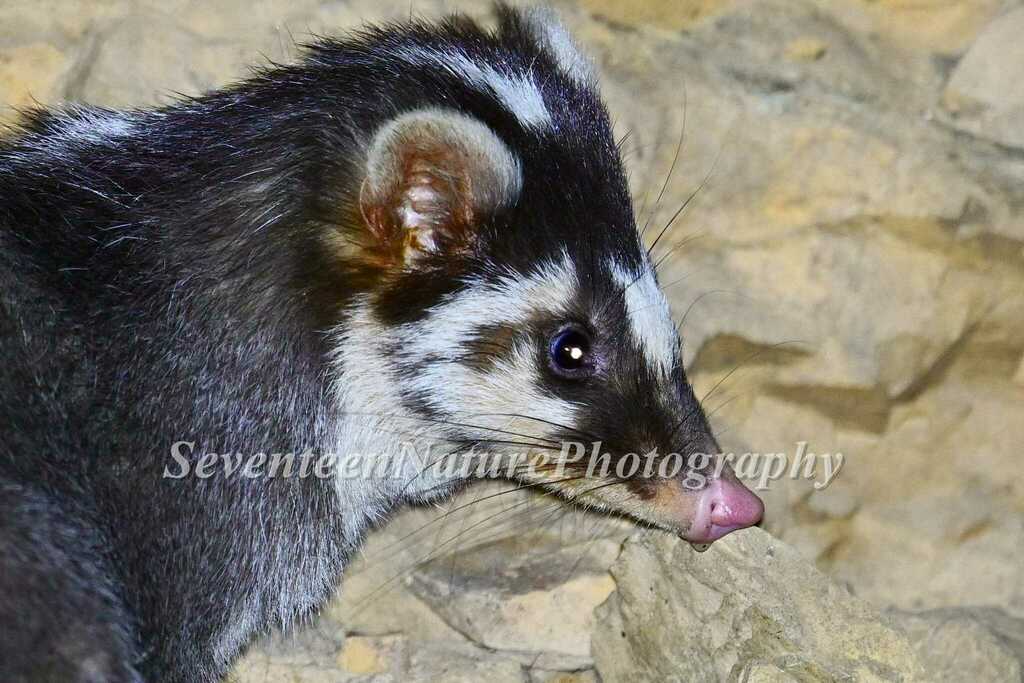 Small-toothed Ferret Badger in January 2024 by Shi Qi · iNaturalist