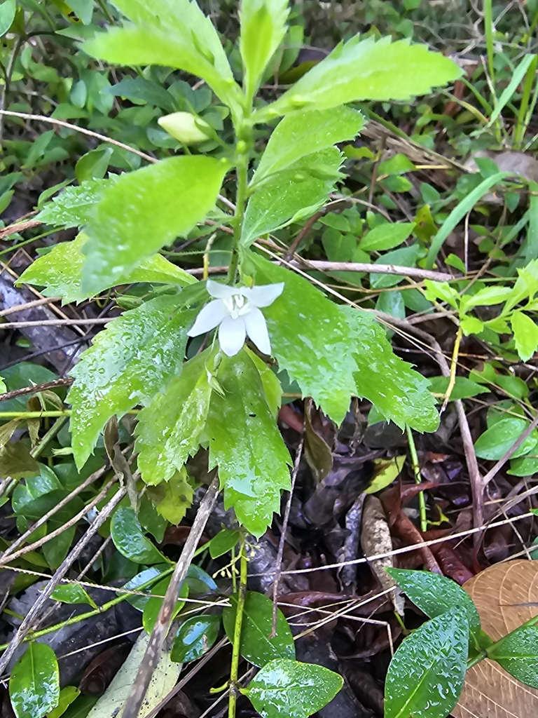 Goatweed from Dagny Johnson Key Largo Hammock Botanical State Park ...