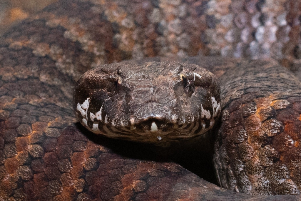 Common Death Adder in January 2024 by Calum Burgess Wylie · iNaturalist