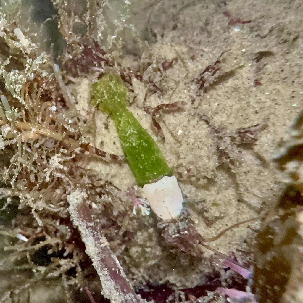 Taylor Coastal Shrimp from Santa Monica Bay, Malibu, CA, US on January ...