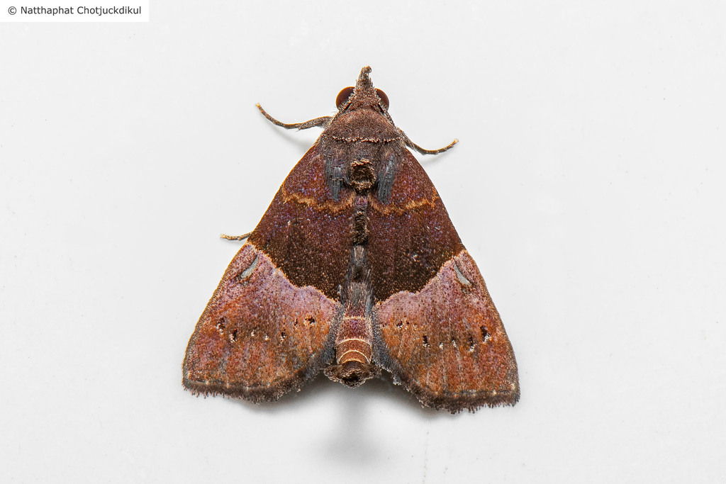 Acidon mariae from Pha Trom Jai on January 13, 2024 at 08:24 AM by ...