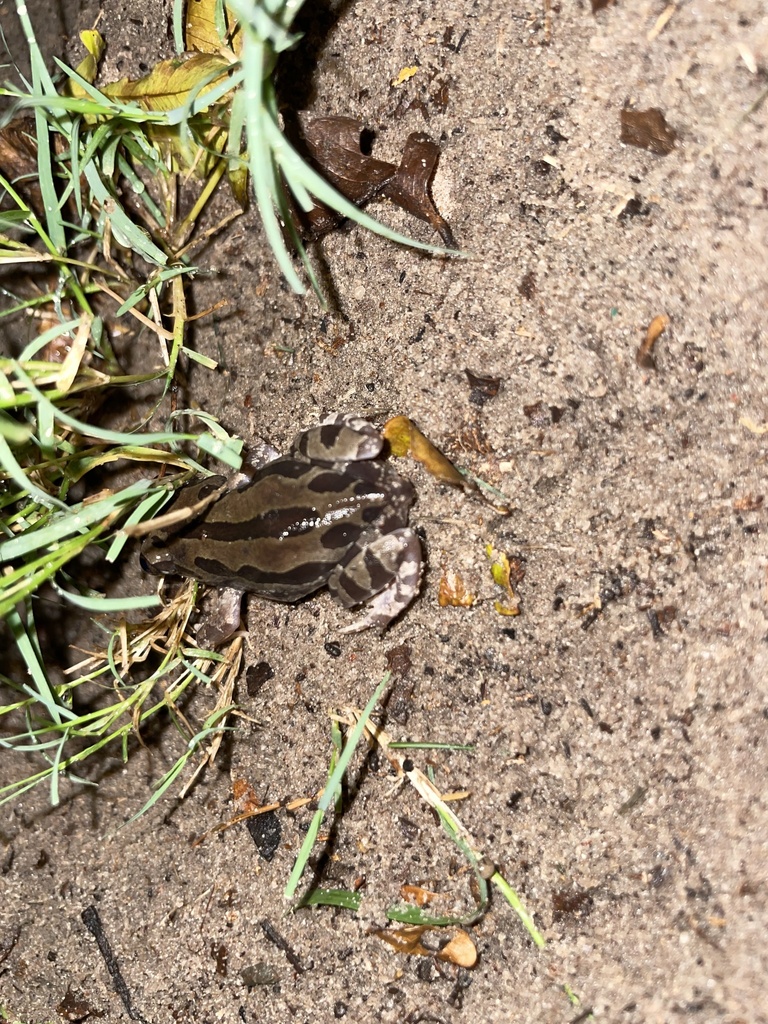 Senegal Running Frog from Greater St Lucia Wetland Nature Reserve, ZA ...