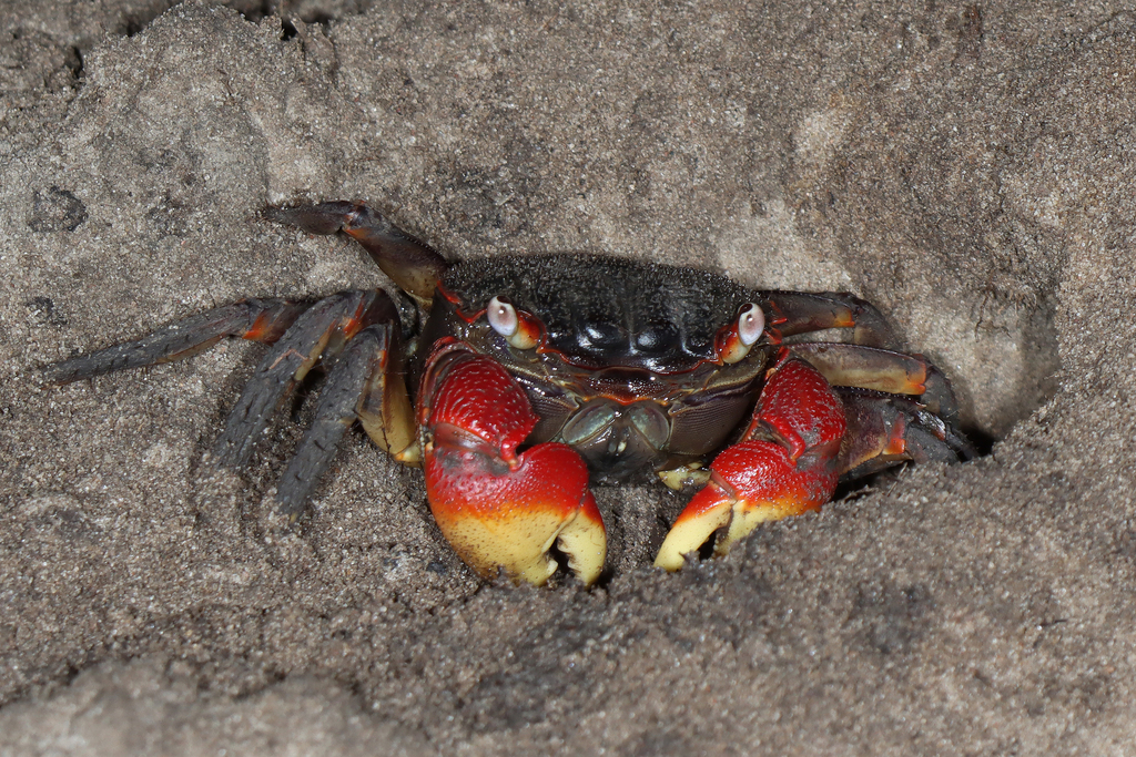 East African Red Mangrove Crab from Pomene National Reserve on November ...