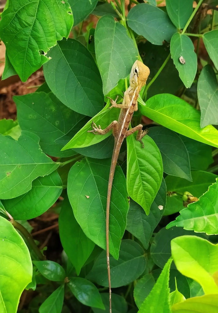 Oriental Garden Lizard from X9RV+JX9, Parassinikadavu, Kerala 670563 ...