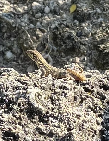 Northern Curly-tailed Lizard from Dagny Johnson Key Largo Hammock ...