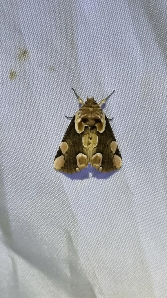 Peach Blossom Moth from Arles, France on June 23, 2023 at 12:05 AM by ...