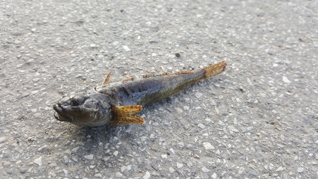 European Bullhead from Hallein, Austria on April 21, 2017 at 06:55 PM ...