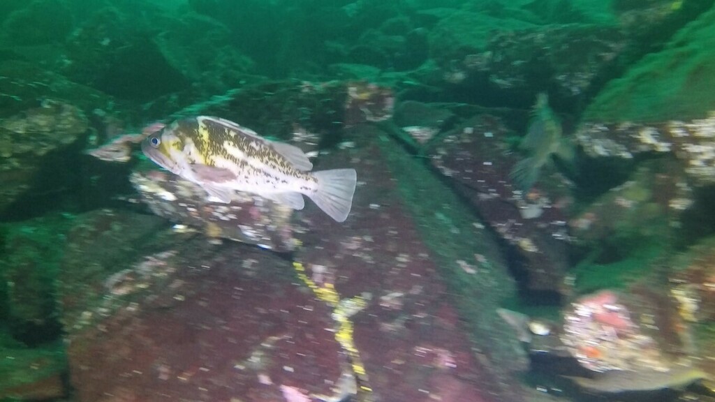 copper rockfish from Nanaimo, BC, Canada on December 13, 2023 at 11:00 ...
