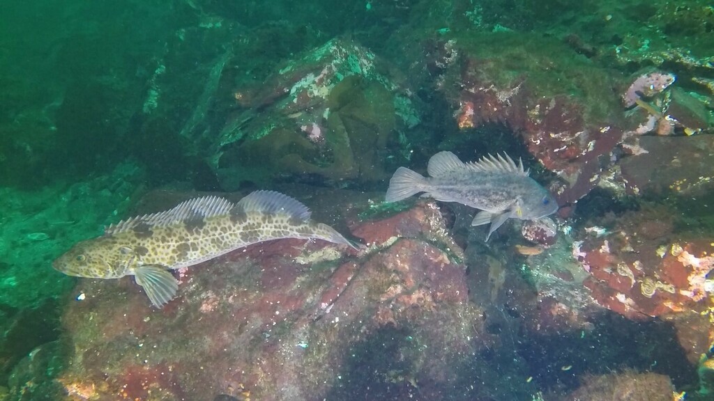 Lingcod from Nanaimo, BC, Canada on December 13, 2023 at 11:00 AM by ...
