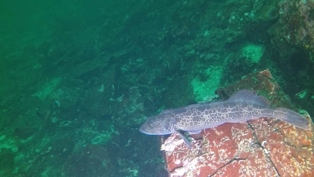 Lingcod from Nanaimo, BC, Canada on December 13, 2023 at 11:00 AM by ...