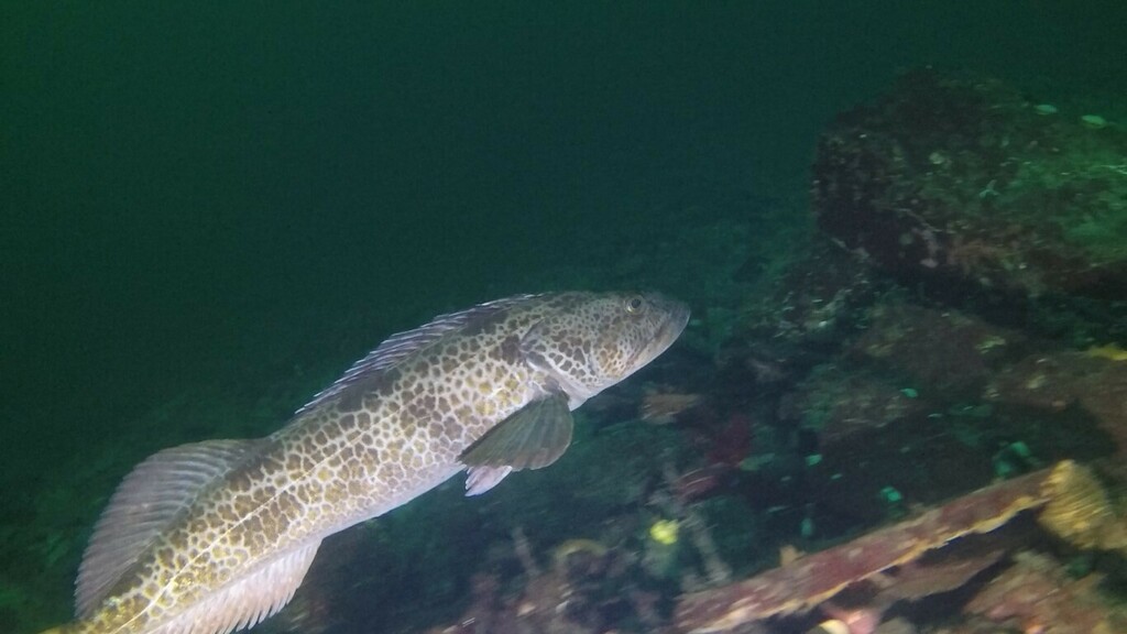 Lingcod from Nanaimo, BC, Canada on December 13, 2023 at 11:00 AM by ...