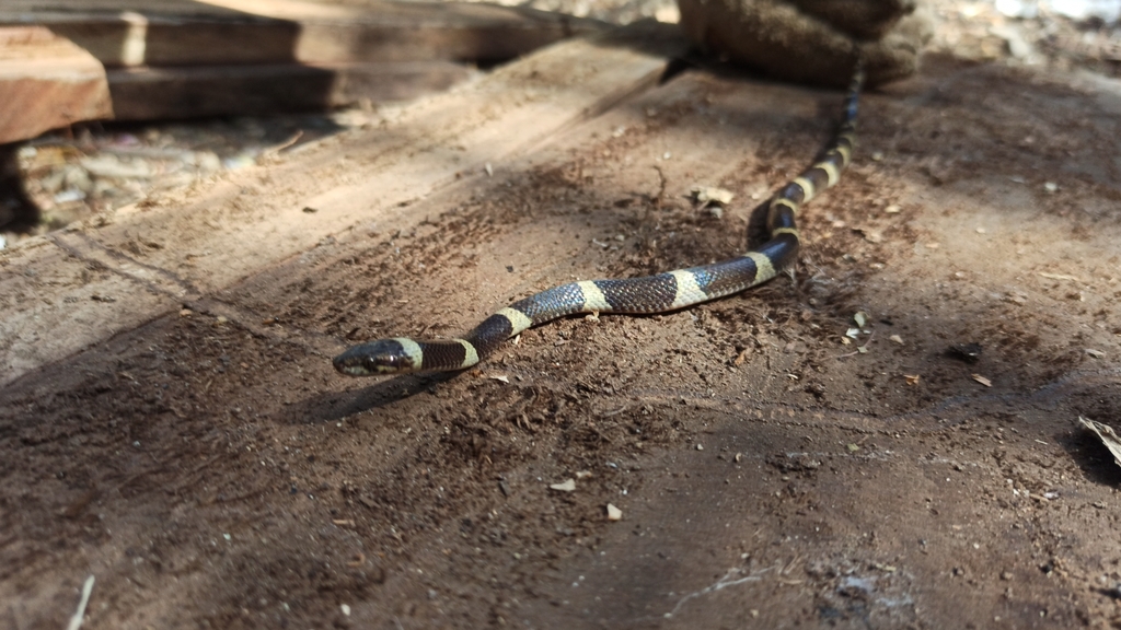 Black-banded Cat-eyed Snake from 465P+X27, El Ostional, Nicaragua on ...