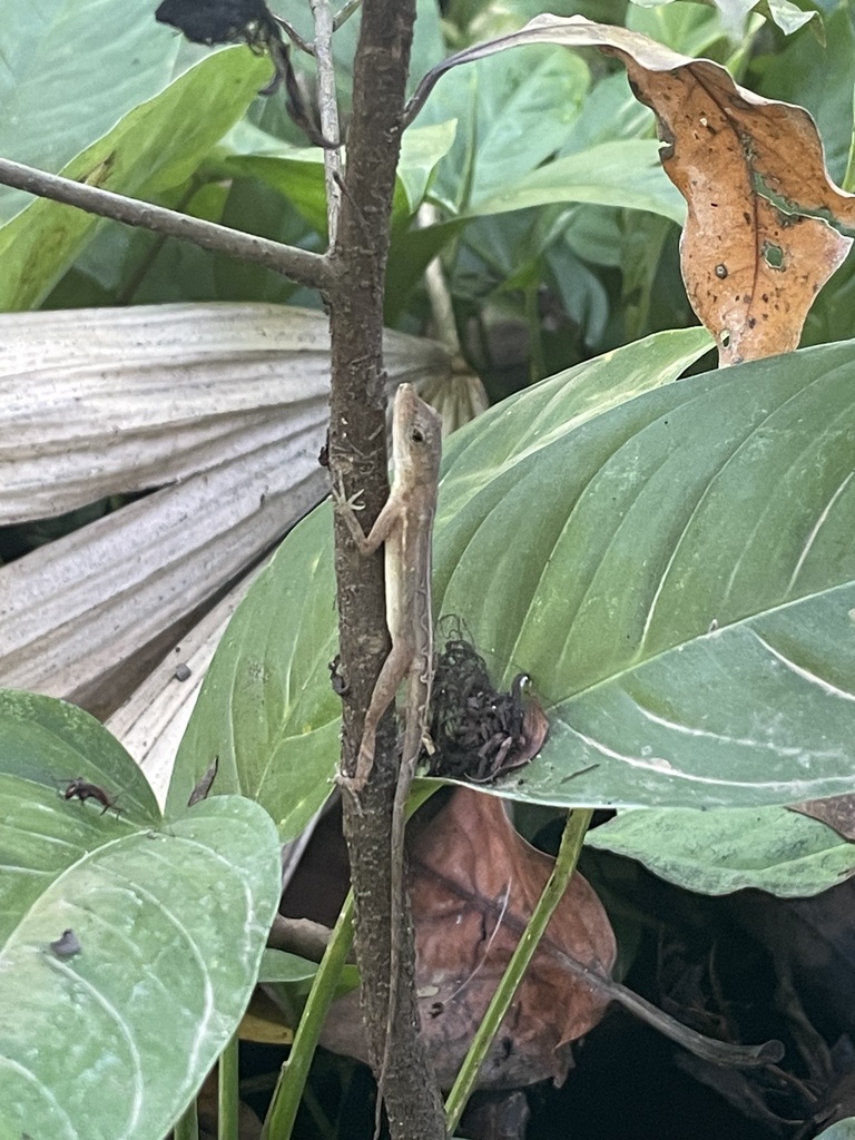 Grass Anole from Calle del Mar, Nicoya, Guanacaste, CR on January 16 ...