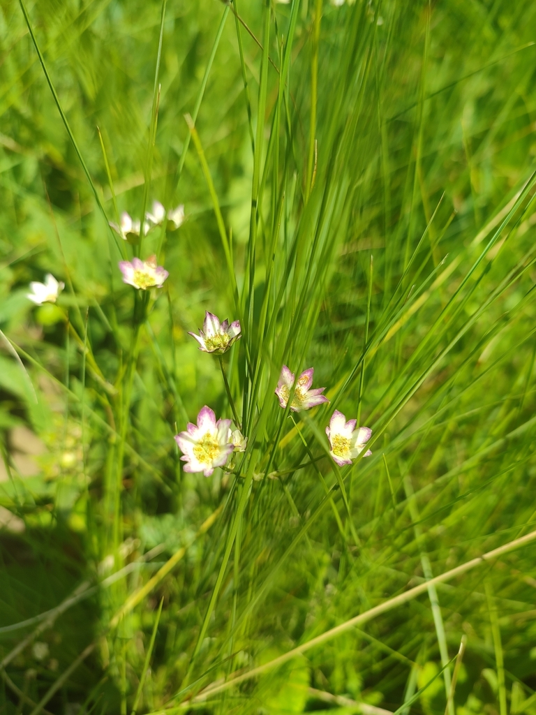 Ministars from Umvoti Local Municipality, South Africa on December 20 ...
