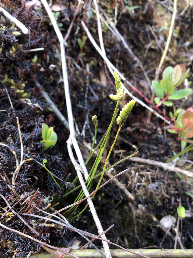 Schizaea robusta in April 2019 by Neil Vinson · iNaturalist