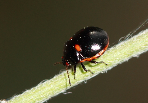 Coptosoma maura · iNaturalist Mexico