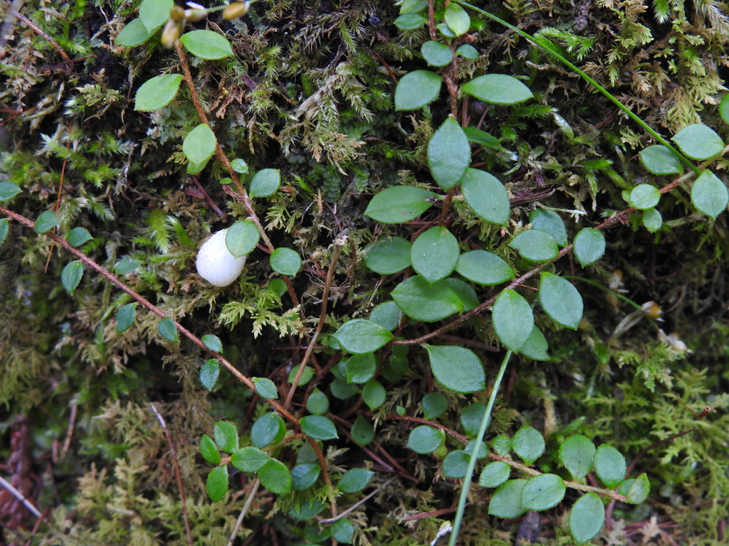 creeping snowberry from Simcoe, CA-ON, CA on August 7, 2022 at 10:45 AM ...