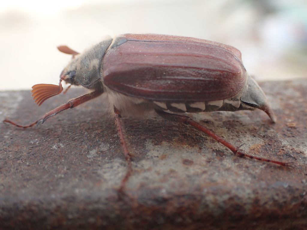 Common Cockchafer from Kópháza, 9495 Hungary on April 25, 2020 at 07:04 ...