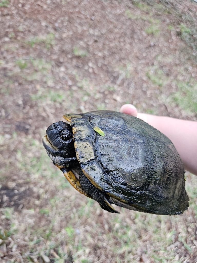 Pond Slider from Fruitville, FL, USA on January 16, 2024 at 02:28 PM by ...