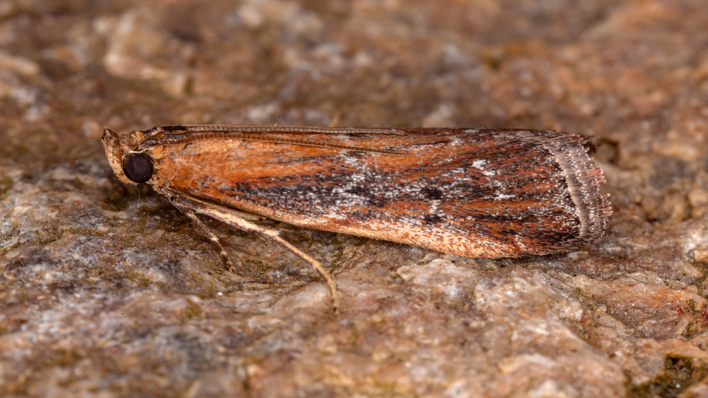Kent Knot-horn from 93333 Dürnbucher Forst, Deutschland on July 7, 2022 ...