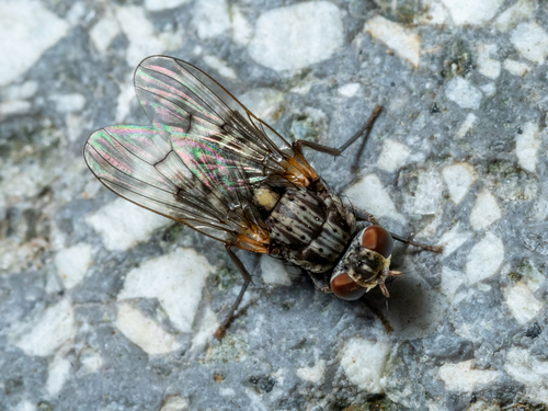Genus Apsil · iNaturalist