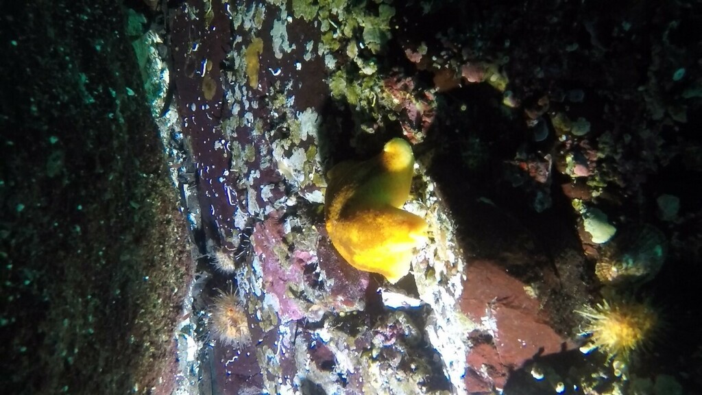 Slime Star from Nanaimo, BC, Canada on 13 December, 2023 at 11:00 AM by ...