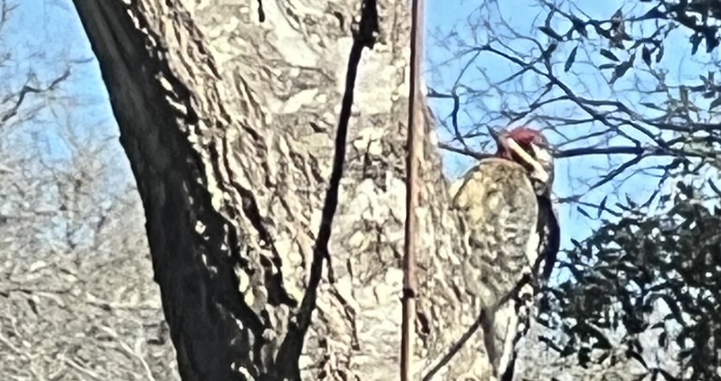 Yellow-bellied Sapsucker from Tahitian Dr, Bastrop, TX, US on January ...