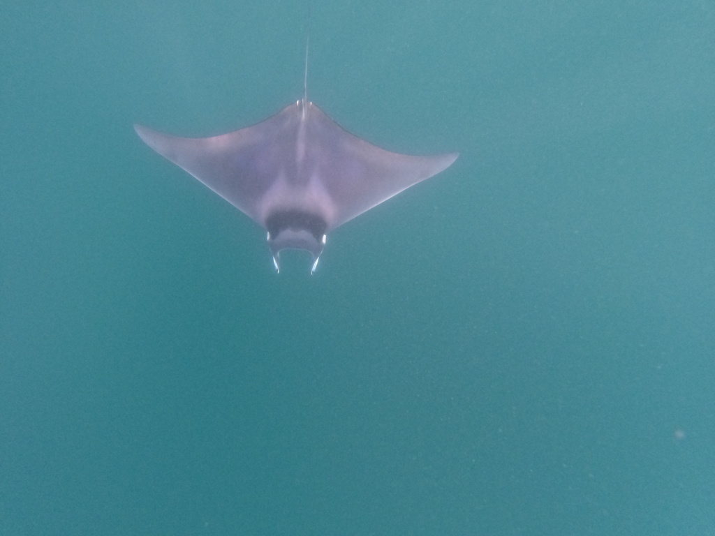 Spinetail Devil Ray in January 2024 by tommybarwig · iNaturalist