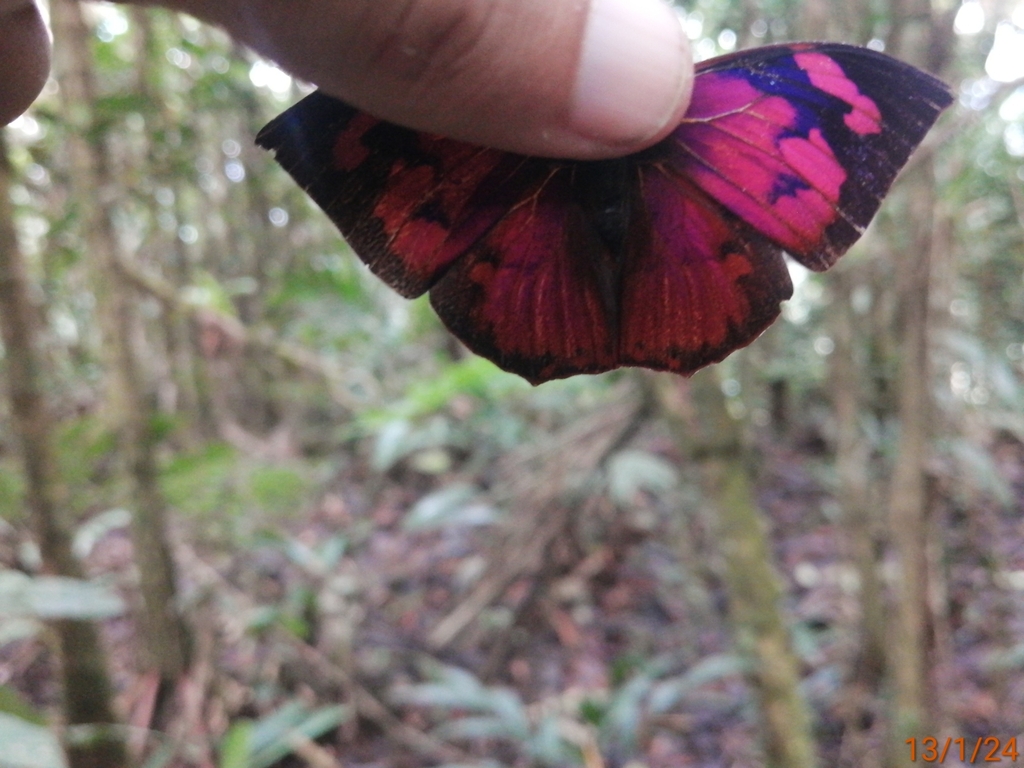 Fountainea sosippus from Tundayme, Ecuador on January 13, 2024 at 09:54 ...