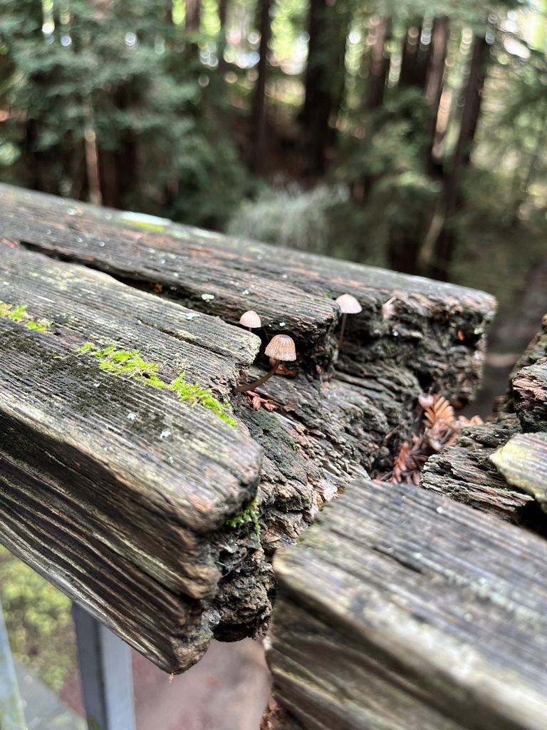purple-edge bonnet from UC Santa Cruz, Santa Cruz, CA, US on January 16 ...
