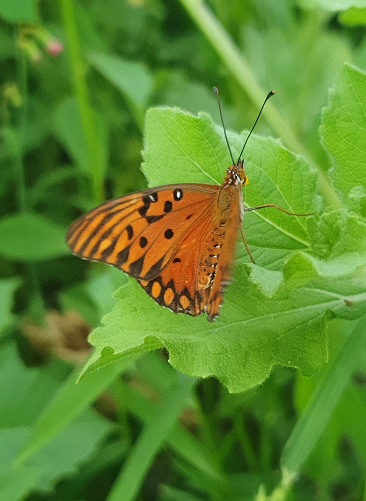 Gulf Fritillary from Navegantes on January 16, 2024 at 06:04 PM by ...