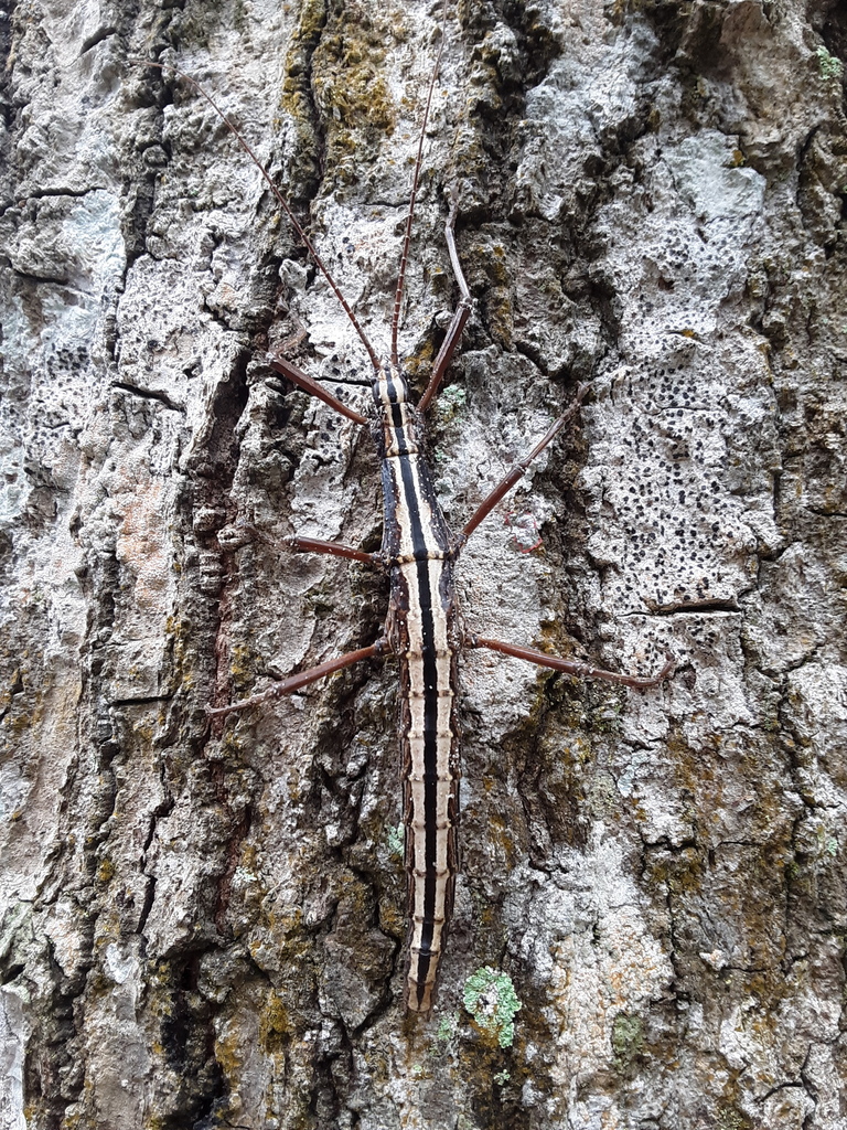 Southern Two-striped Walkingstick from Ormond Beach, FL, USA on ...