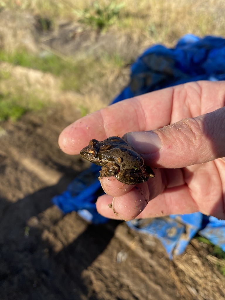 Baja California Tree Frog from Santo Rd, San Diego, CA, US on January ...