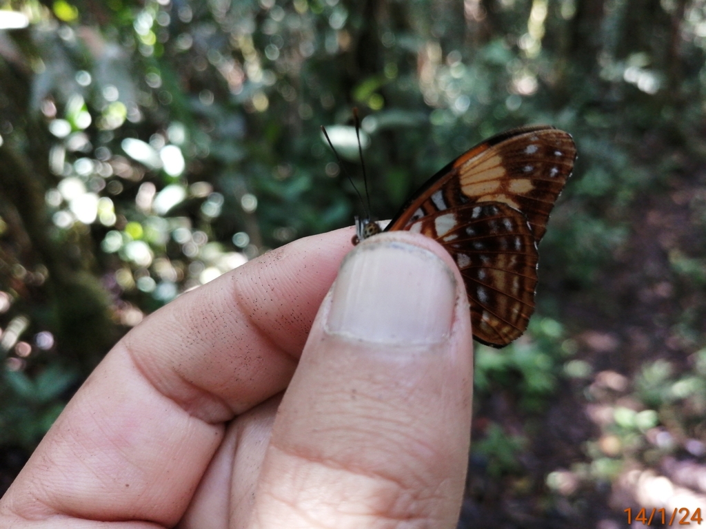 Adelpha saundersii from Tundayme, Ecuador on January 14, 2024 at 02:44 ...