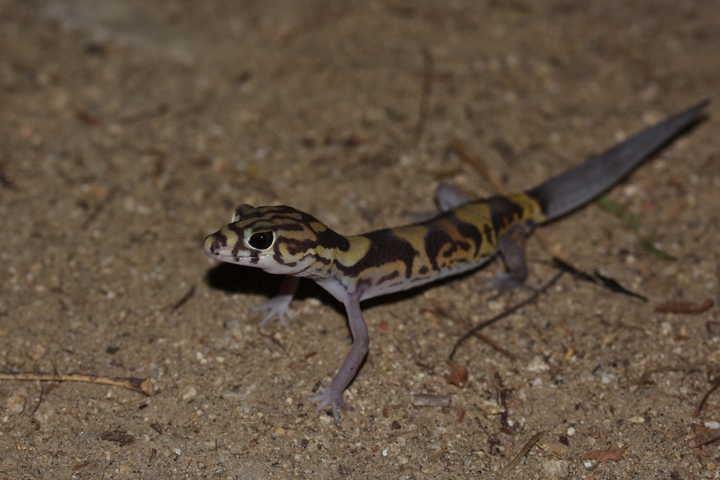Colima Banded Gecko from Santa María Huatulco, Oax., Mexico on January ...