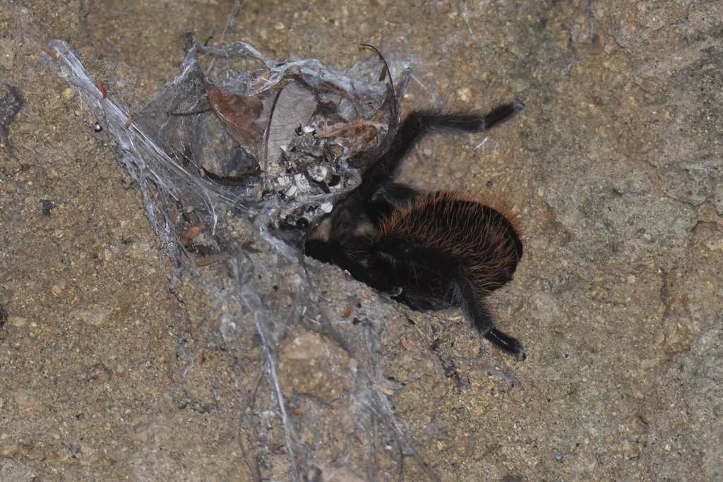 Mexican Red-rump Tarantula in January 2024 by Luke Berg · iNaturalist