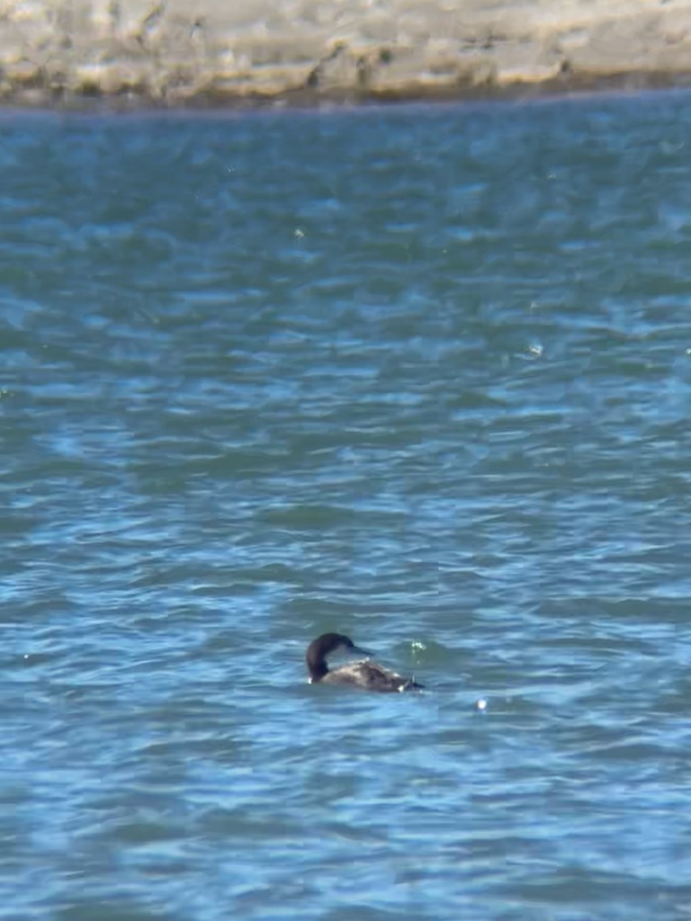 Common Loon from Canyon Lake, Canyon Lake, TX, US on January 16, 2024 ...