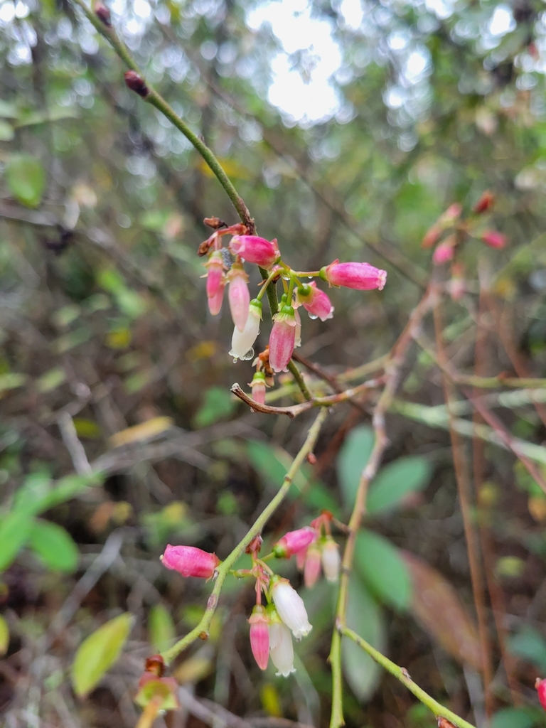 blueberries, cranberries, huckleberries, and allies from Vera Carter ...