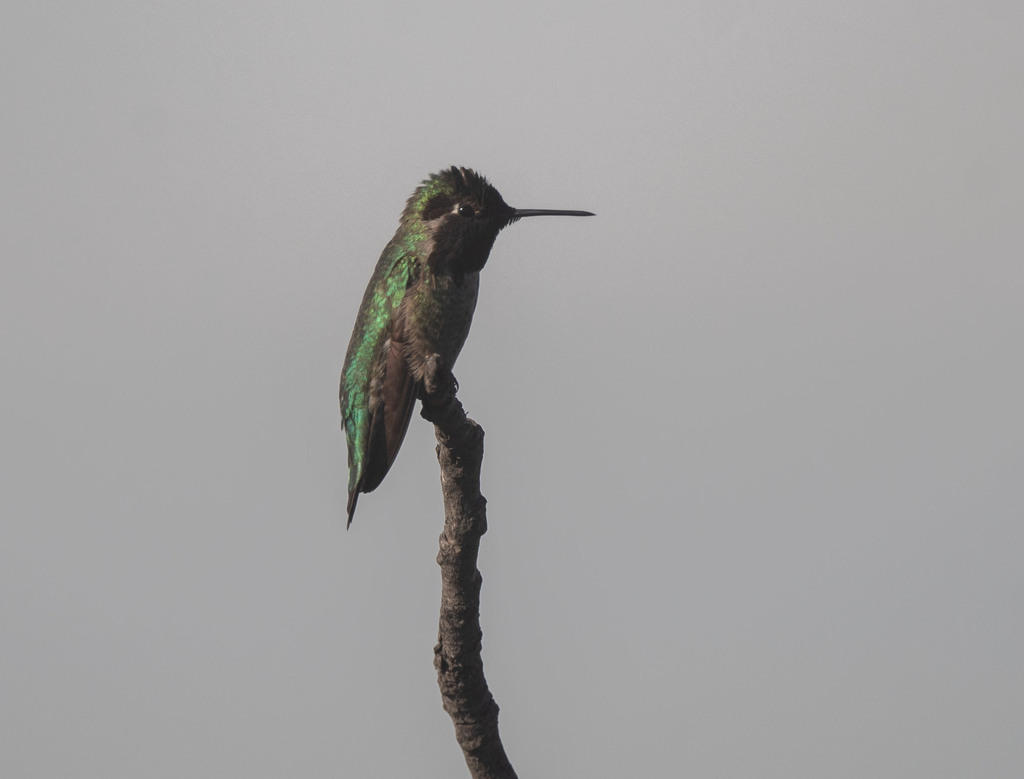 Anna's Hummingbird from Los Angeles, CA, USA on January 16, 2024 at 01: ...