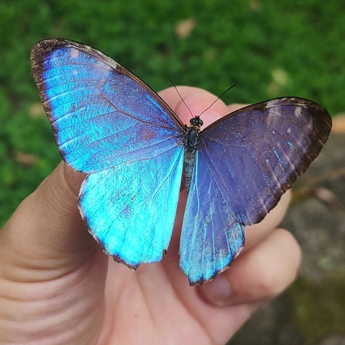 Subspecies Morpho portis portis · iNaturalist