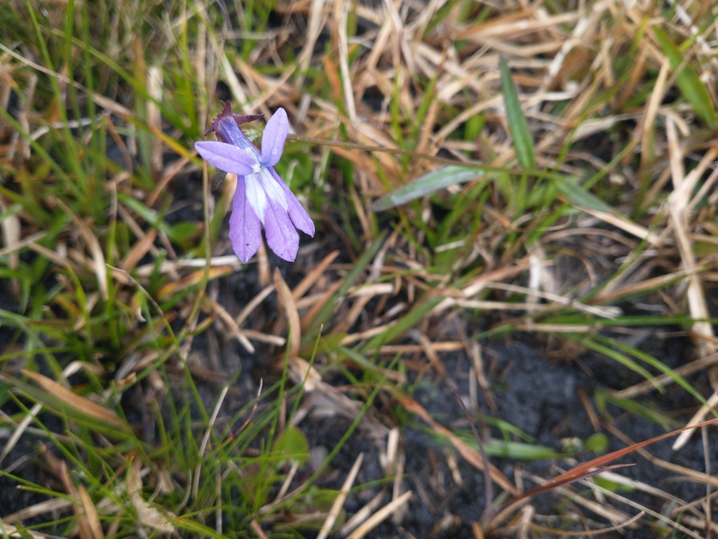 glade lobelia in January 2024 by i like lizards · iNaturalist